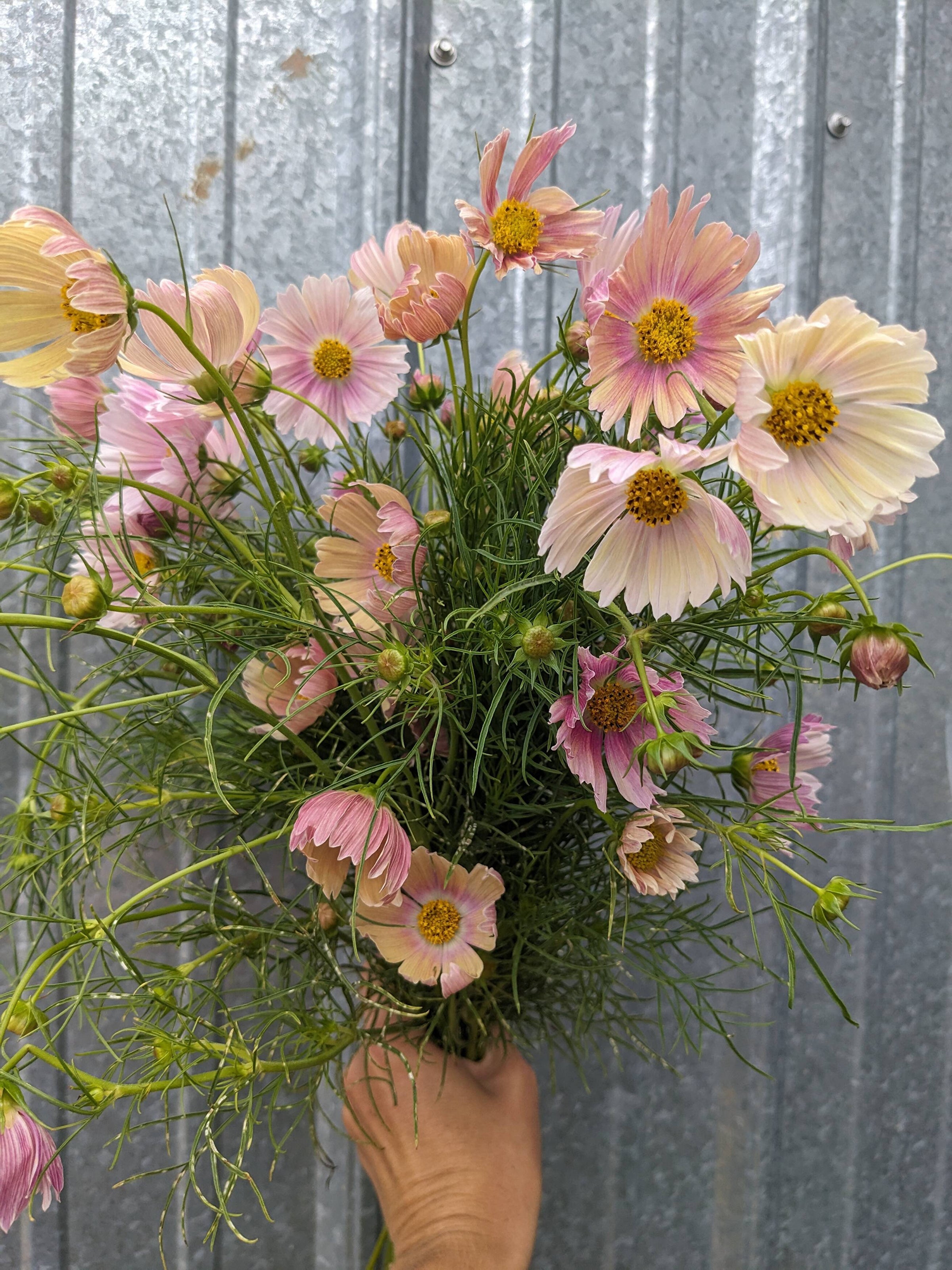 The Farm Our Team News & Events